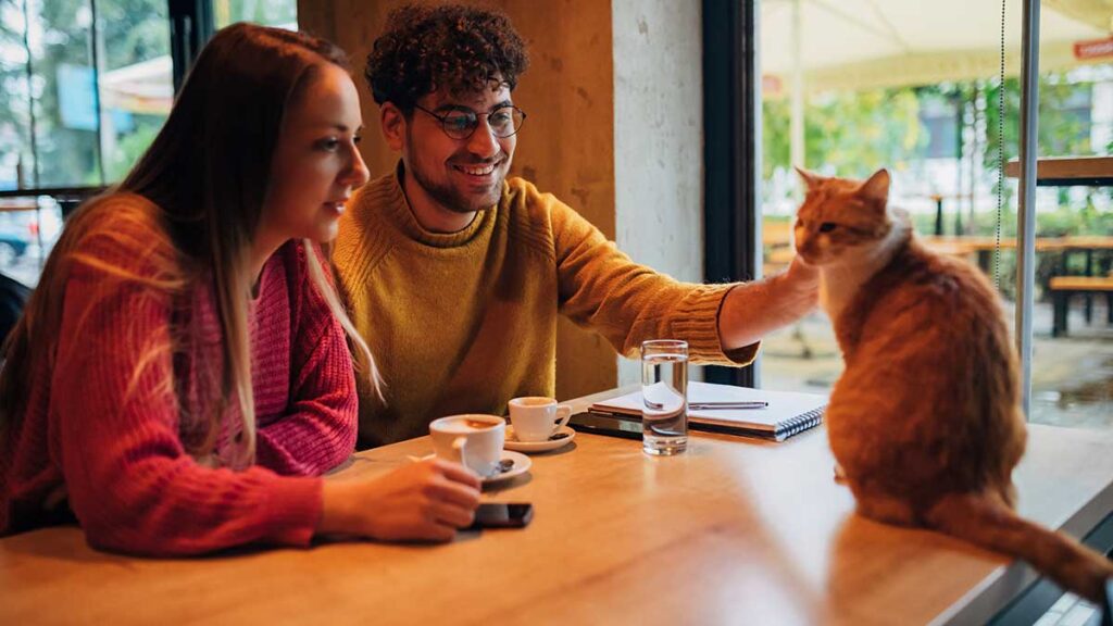 Guía de cat café en CDMX: dónde ir y cómo adoptar un gato