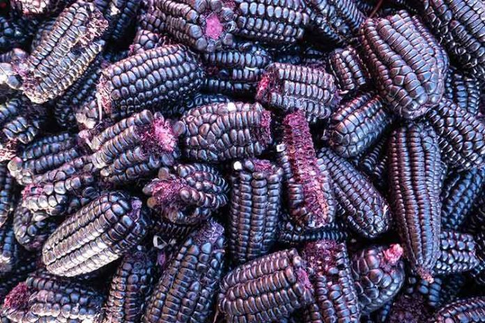 7 variedades de maíz en México que debes conocer