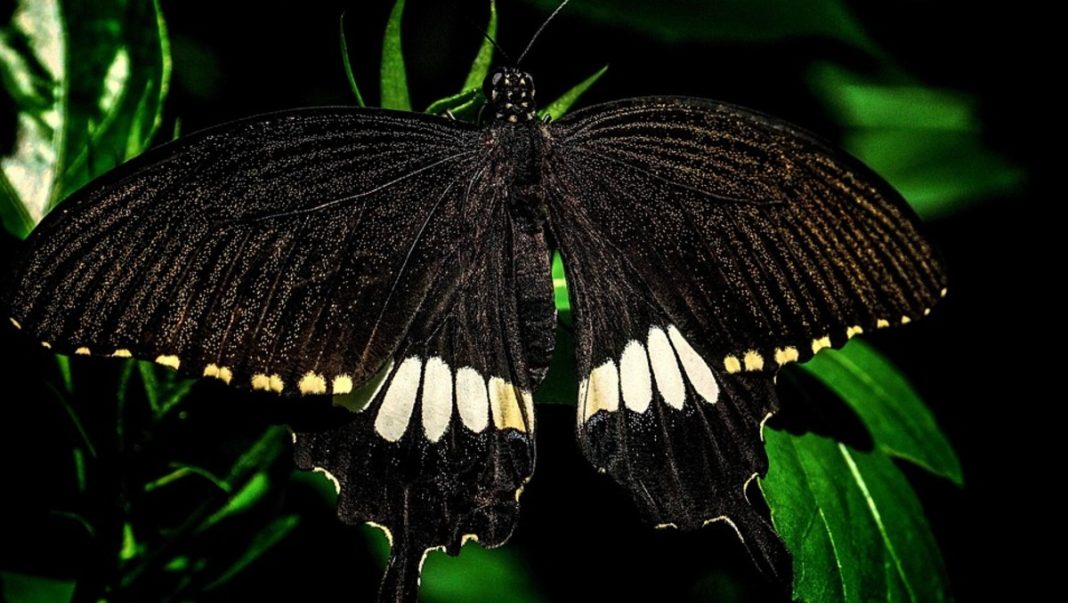 Mariposa negra en casa: el significado oculto según el Feng Shui