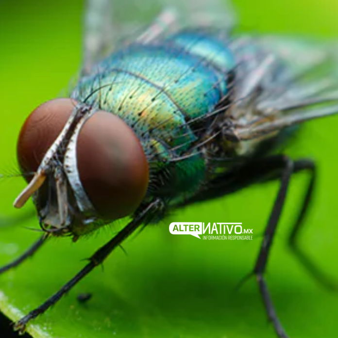 ¿Plaga de moscas verdes en casa? Descubre qué significan y por qué aparecen