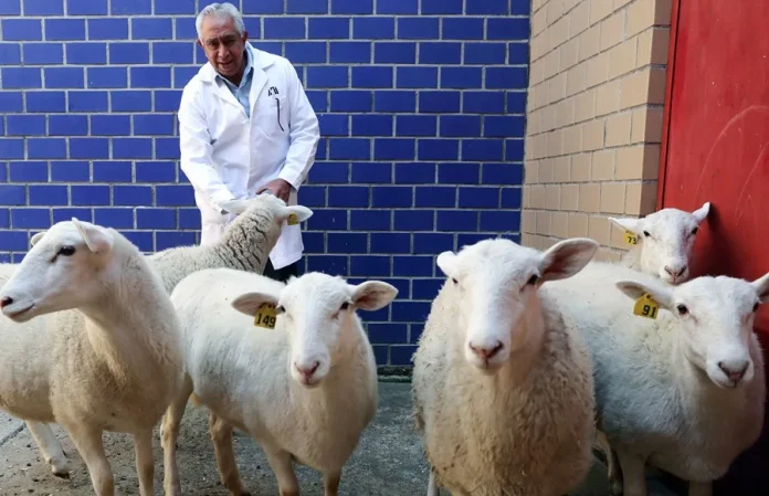 Borrego Clonado En México Abre Nueva Era De Biotecnología Animal